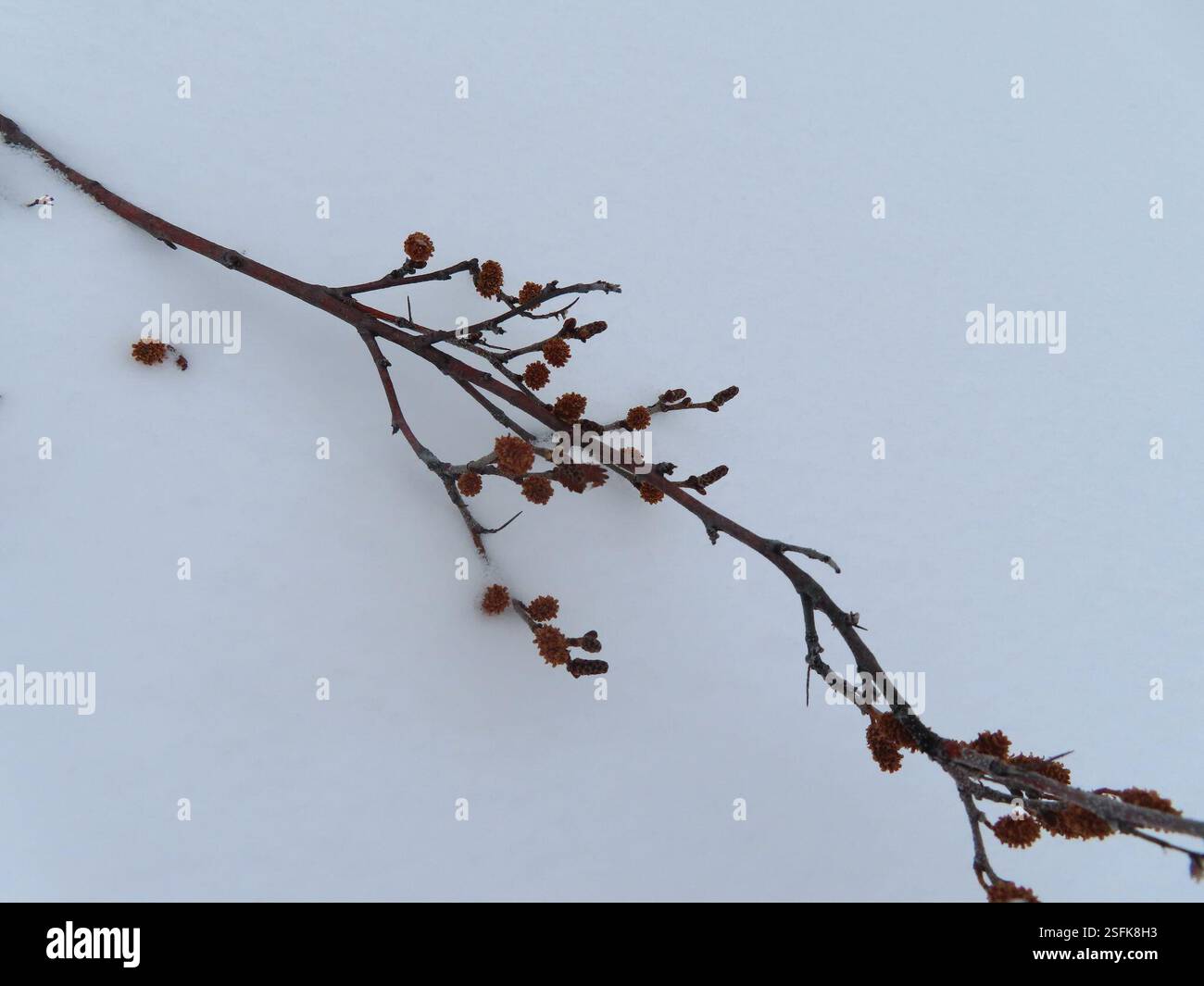 dwarf resin birch (Betula glandulosa), Plantae, Summit County, CO, USA ...