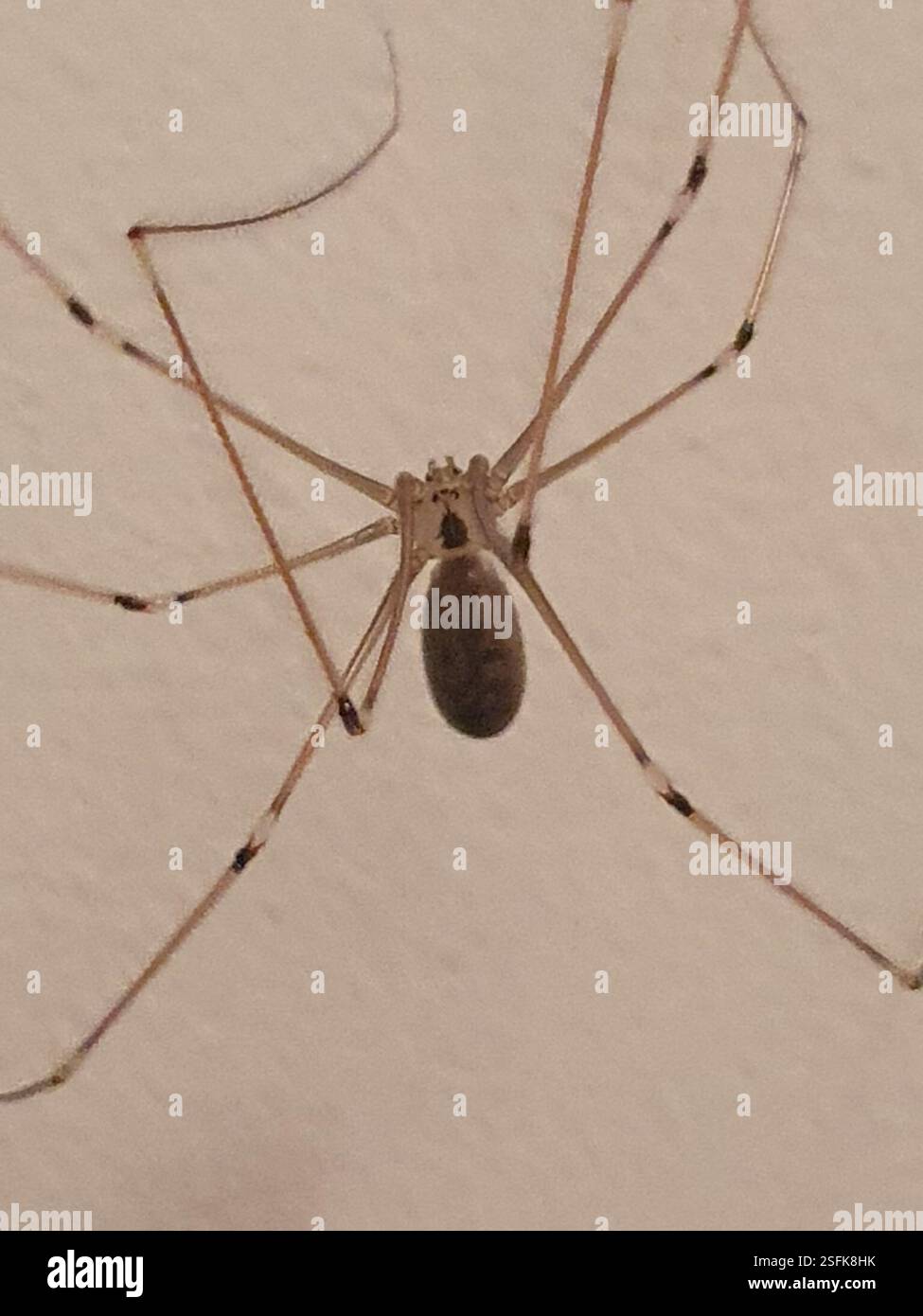 Long-bodied Cellar Spider (Pholcus phalangioides), Arachnida, Mākara ...