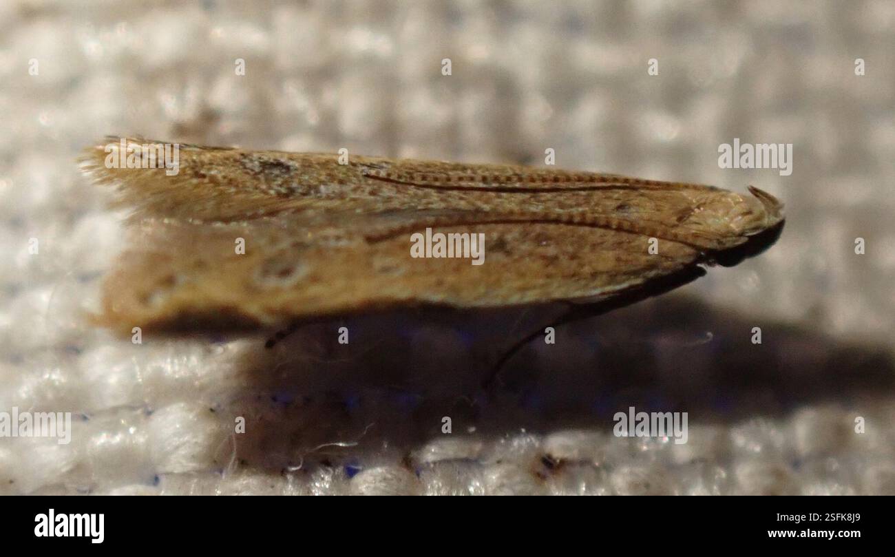 Soybean Webworm Moth (Mesophleps adustipennis), Insecta, Santo Antão ...
