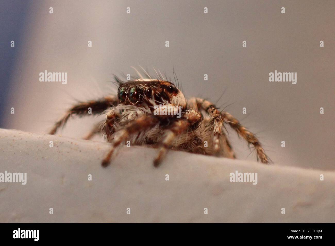 Typical Jumping Spiders (Salticinae), Arachnida, São Vicente, Cape ...