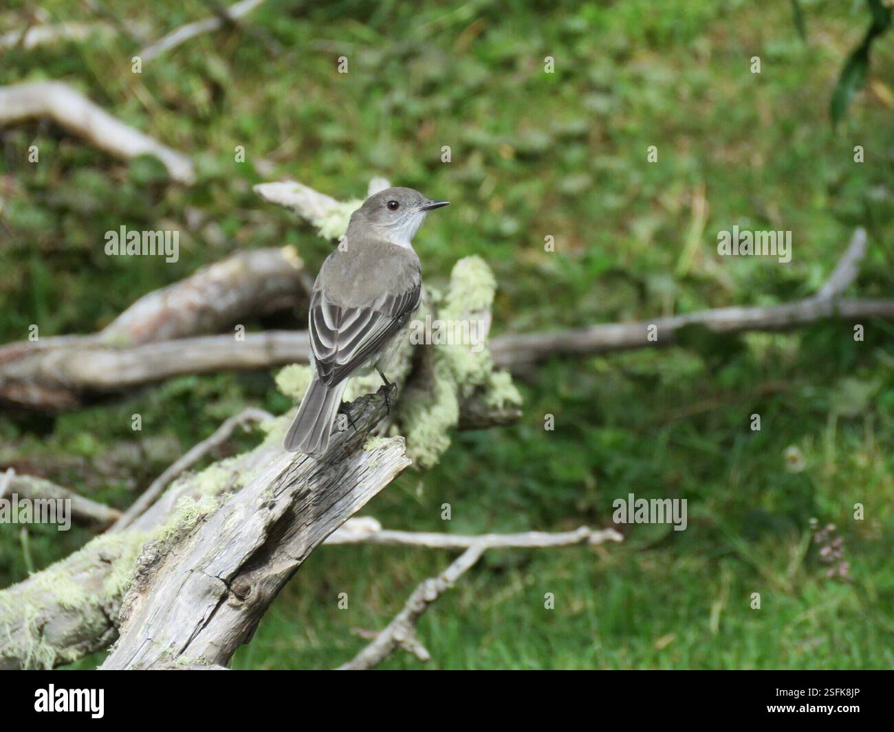 Fire-eyed Diucon (Pyrope pyrope), Aves, Ushuaia, Tierra del Fuego ...