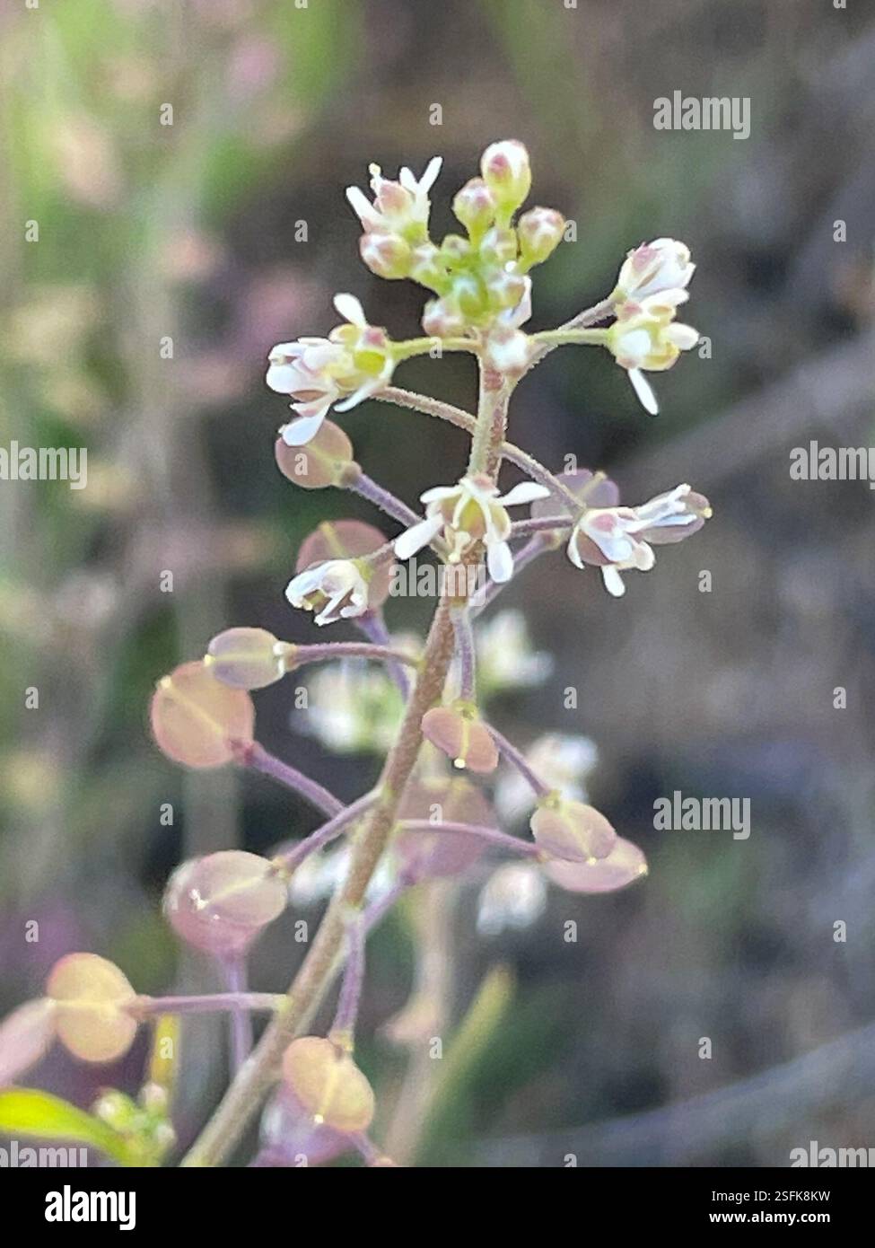 Shining Pepperweed (Lepidium nitidum), Plantae, Torrey Pines Scenic Dr ...