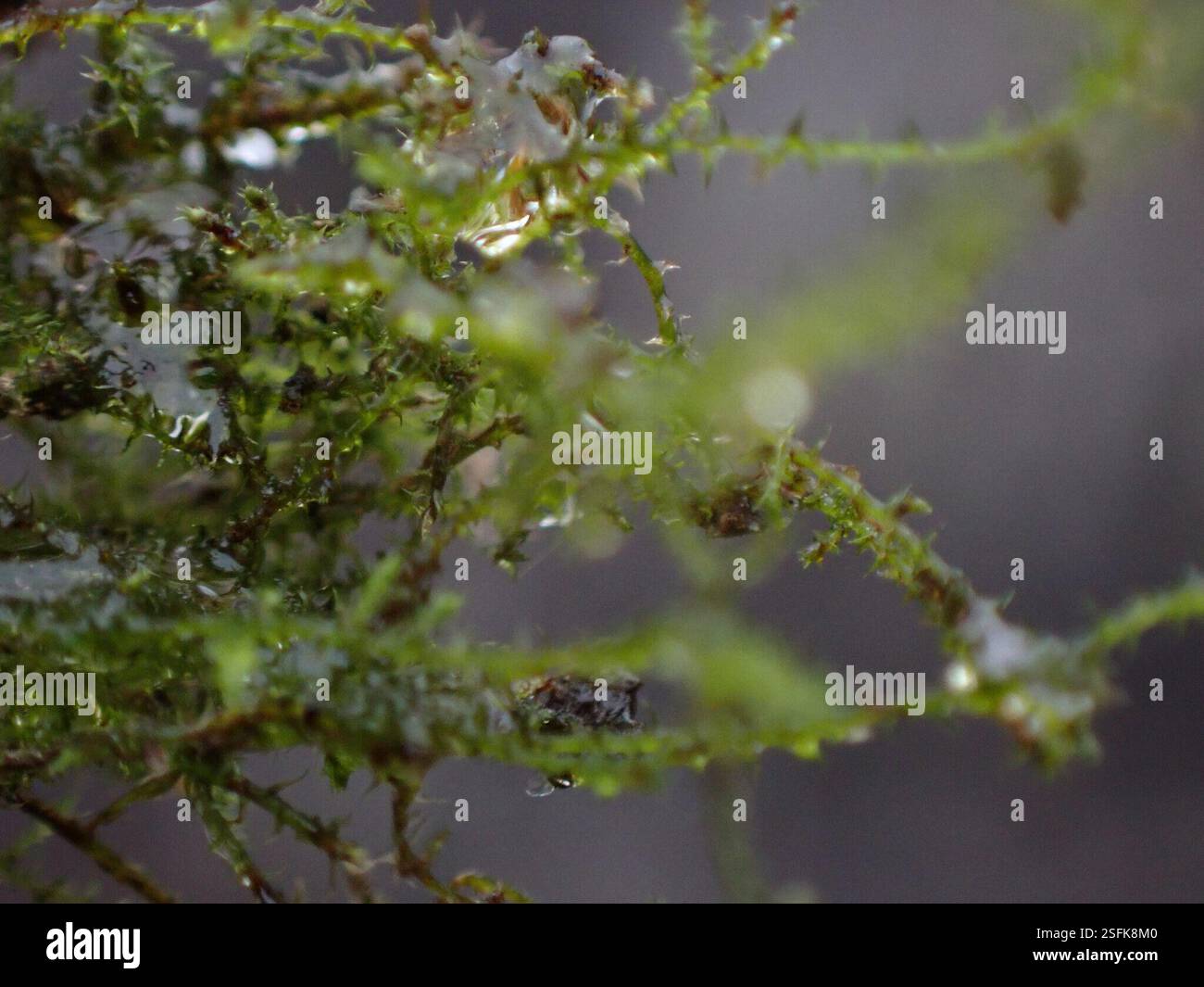 Kneiff's hook-moss (Drepanocladus aduncus), Plantae, Alberni-Clayoquot ...