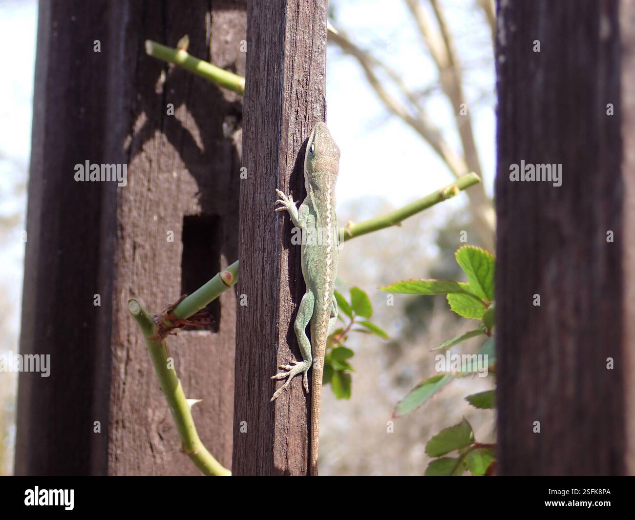 Green Anole (Anolis carolinensis), Reptilia, North Carolina, US Stock ...