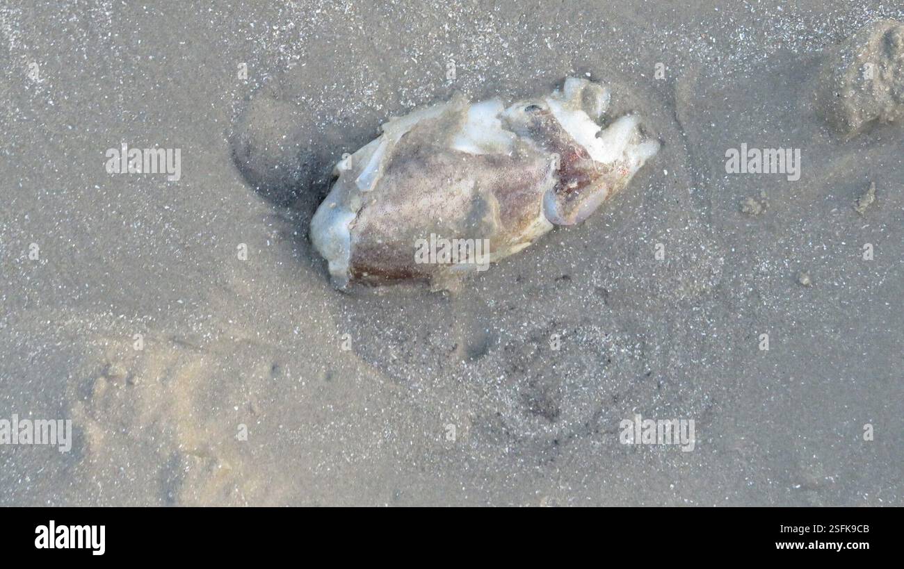 Cuttlefishes, Bobtails, and Bottletails (Sepiida), Mollusca, Хуахин ...