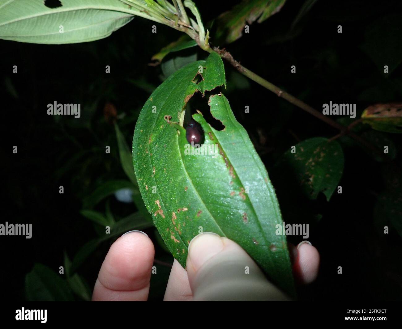 Scarabs (Scarabaeidae), Insecta, Lahad Datu, Sabah, Malaysia Stock ...