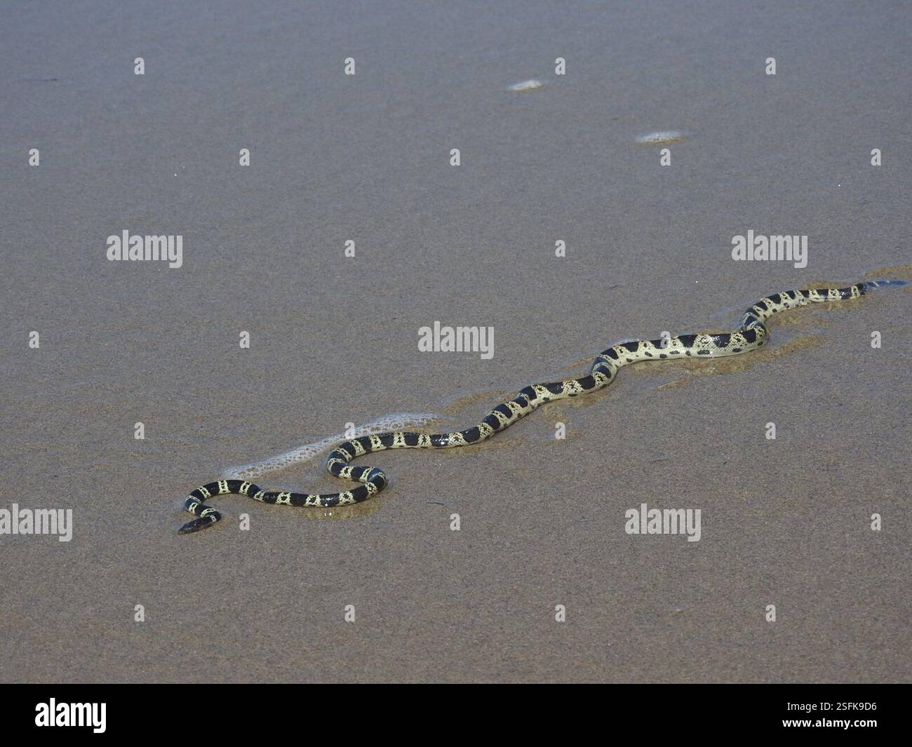 Elegant Sea Snake (Hydrophis elegans), Reptilia, Port Douglas QLD 4877 ...