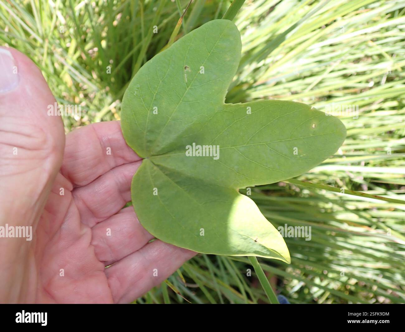 white passionflower (Passiflora subpeltata), Plantae, uMgungundlovu ...