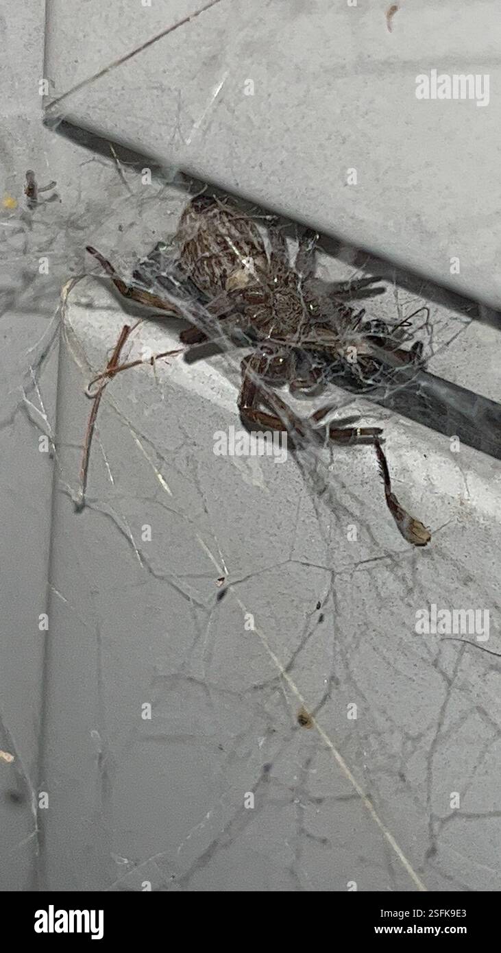 Grey House Spider (Badumna longinqua), Arachnida, Auckland, NZ Stock ...
