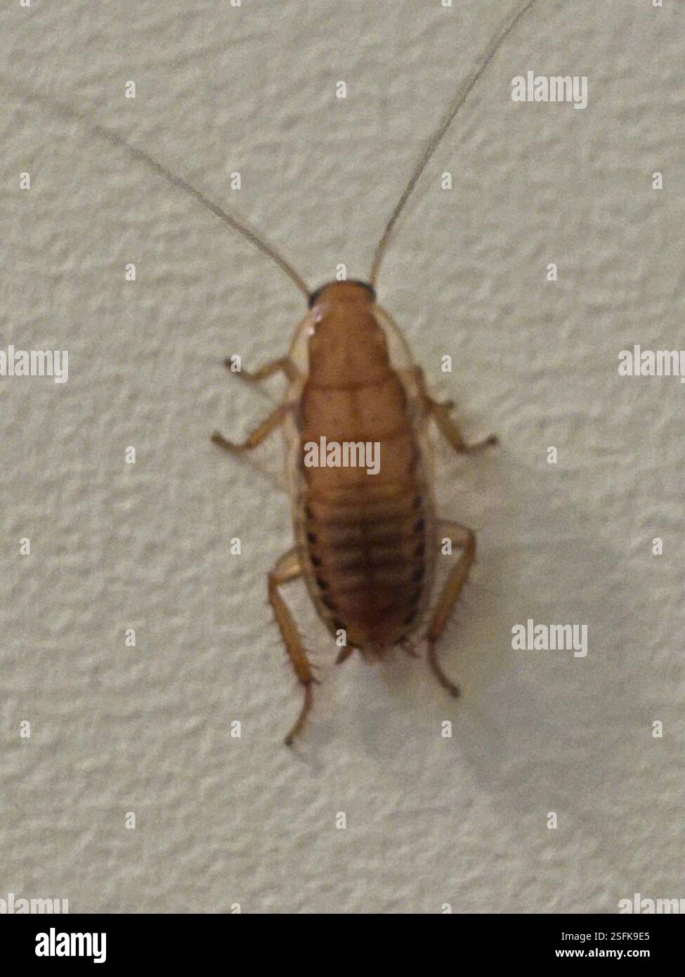 Golden Cockroach (Drymaplaneta heydeniana), Insecta, Auckland, NZ Stock ...