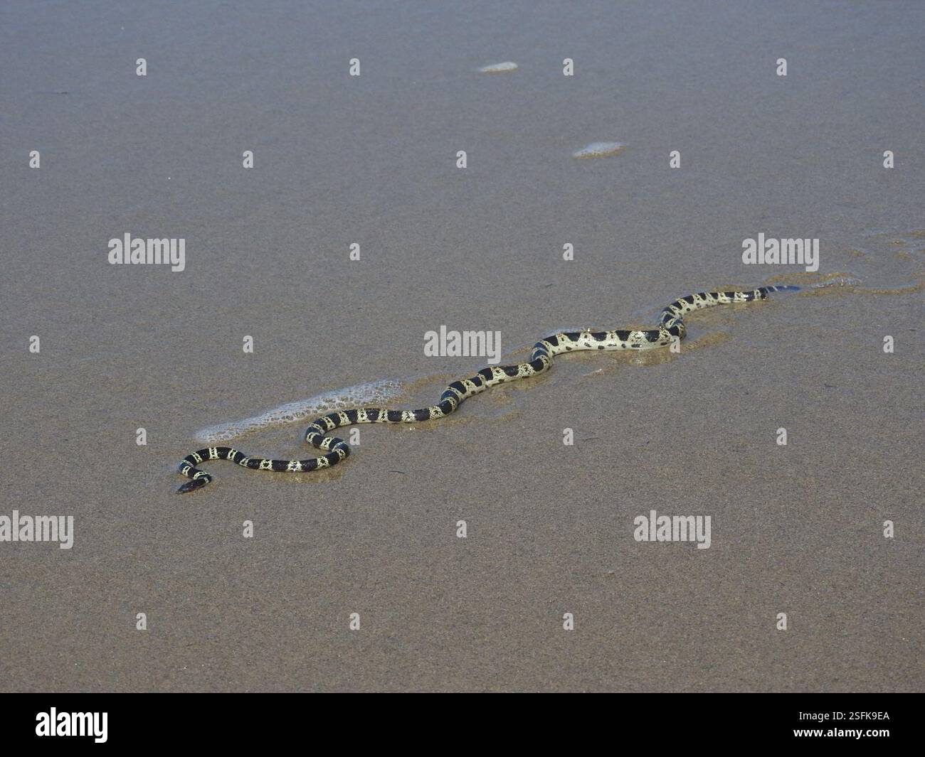 Elegant Sea Snake (Hydrophis elegans), Reptilia, Port Douglas QLD 4877 ...