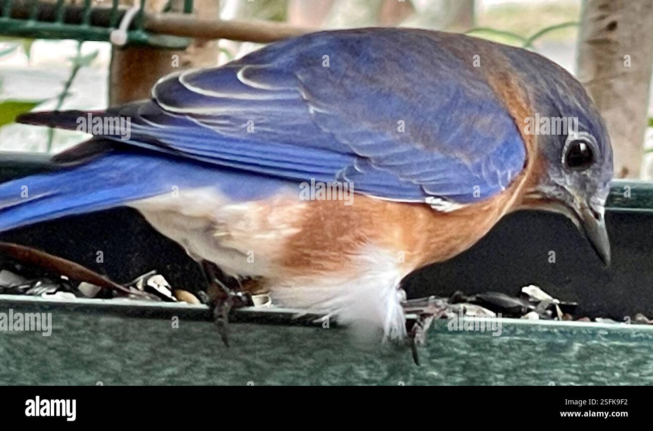 Eastern Bluebird (Sialia sialis), Aves, Mitchell St, Hillsborough, NC ...