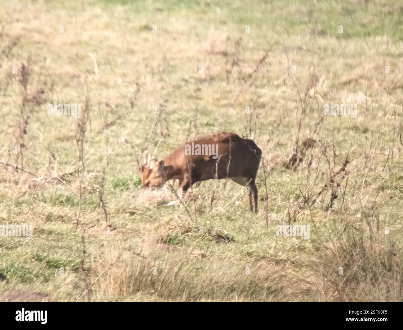 Reeves's Muntjac (Muntiacus reevesi), Mammalia, Hockwold cum Wilton, UK ...