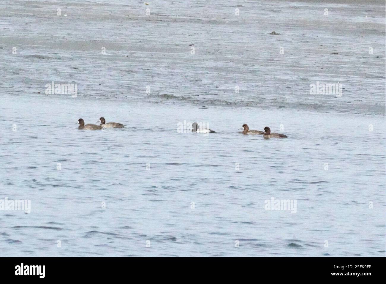 Lesser Scaup (Aythya affinis), Aves, Limantour Spit, Point Reyes ...