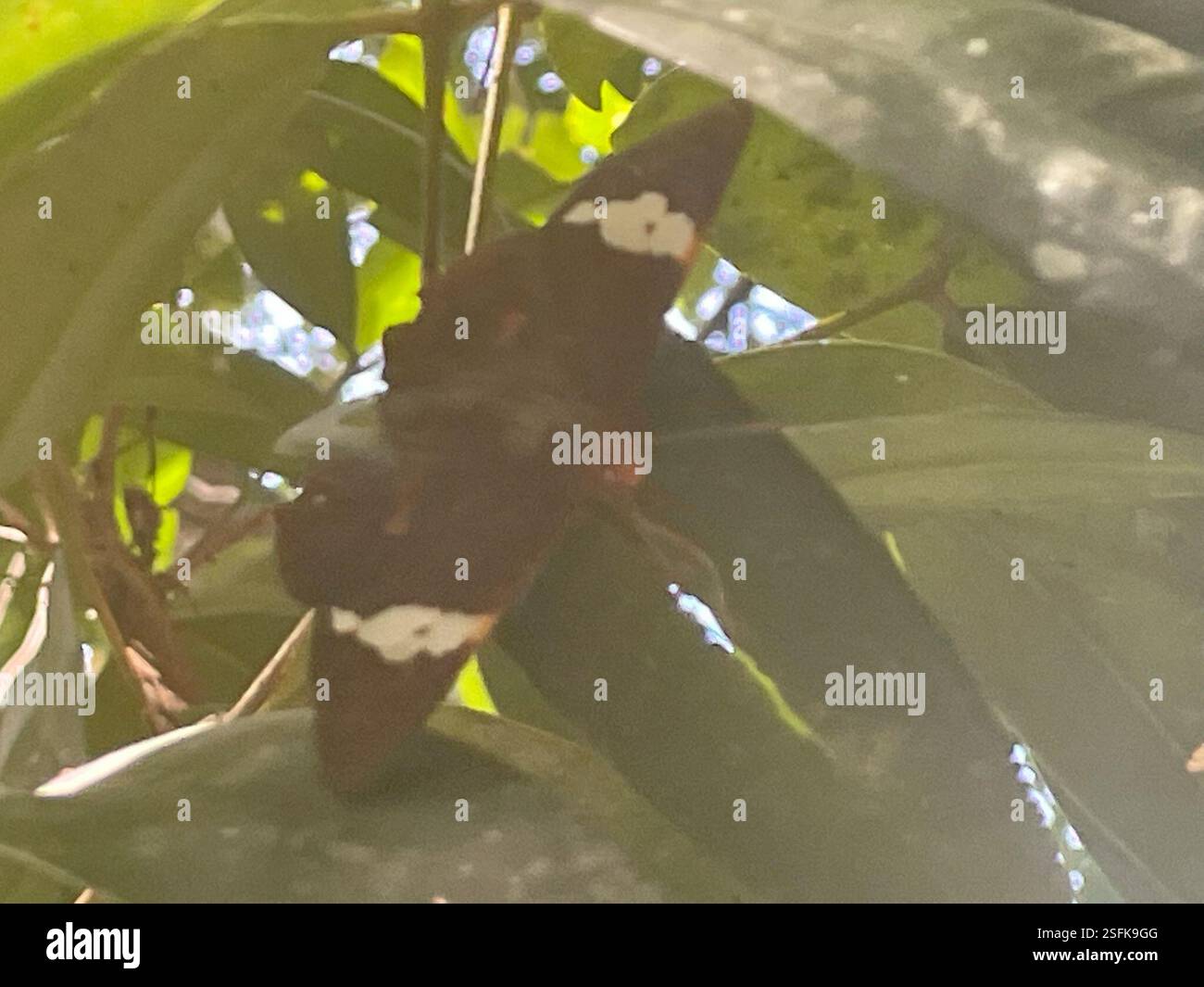 Eastern Dusk-Flat (Chaetocneme beata), Insecta, Barron Gorge National ...
