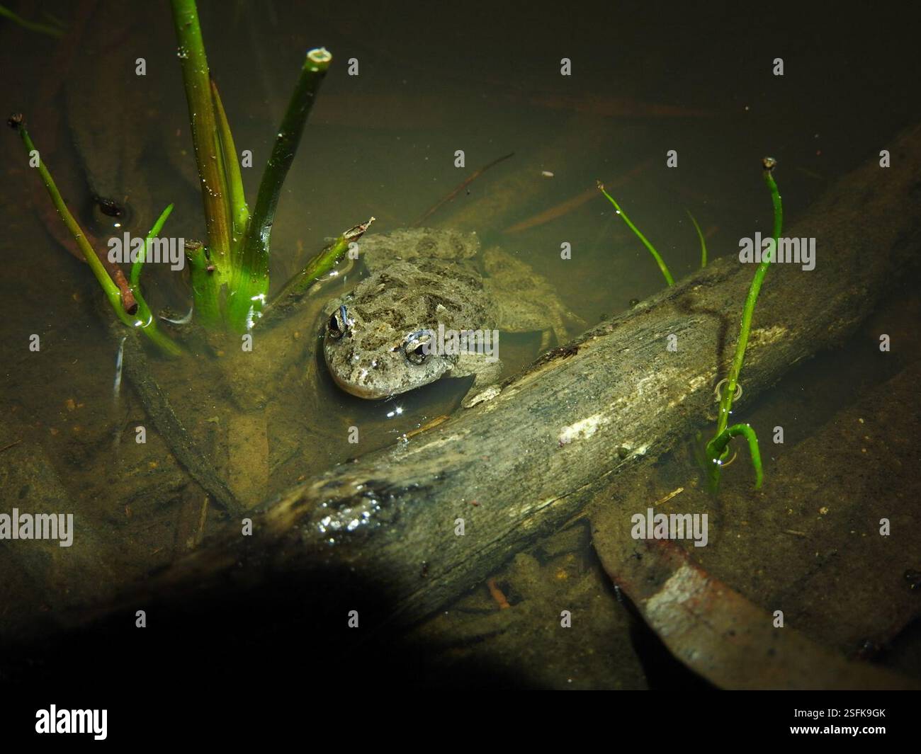 Common Eastern Froglet (Crinia signifera), Amphibia, Hobart TAS ...