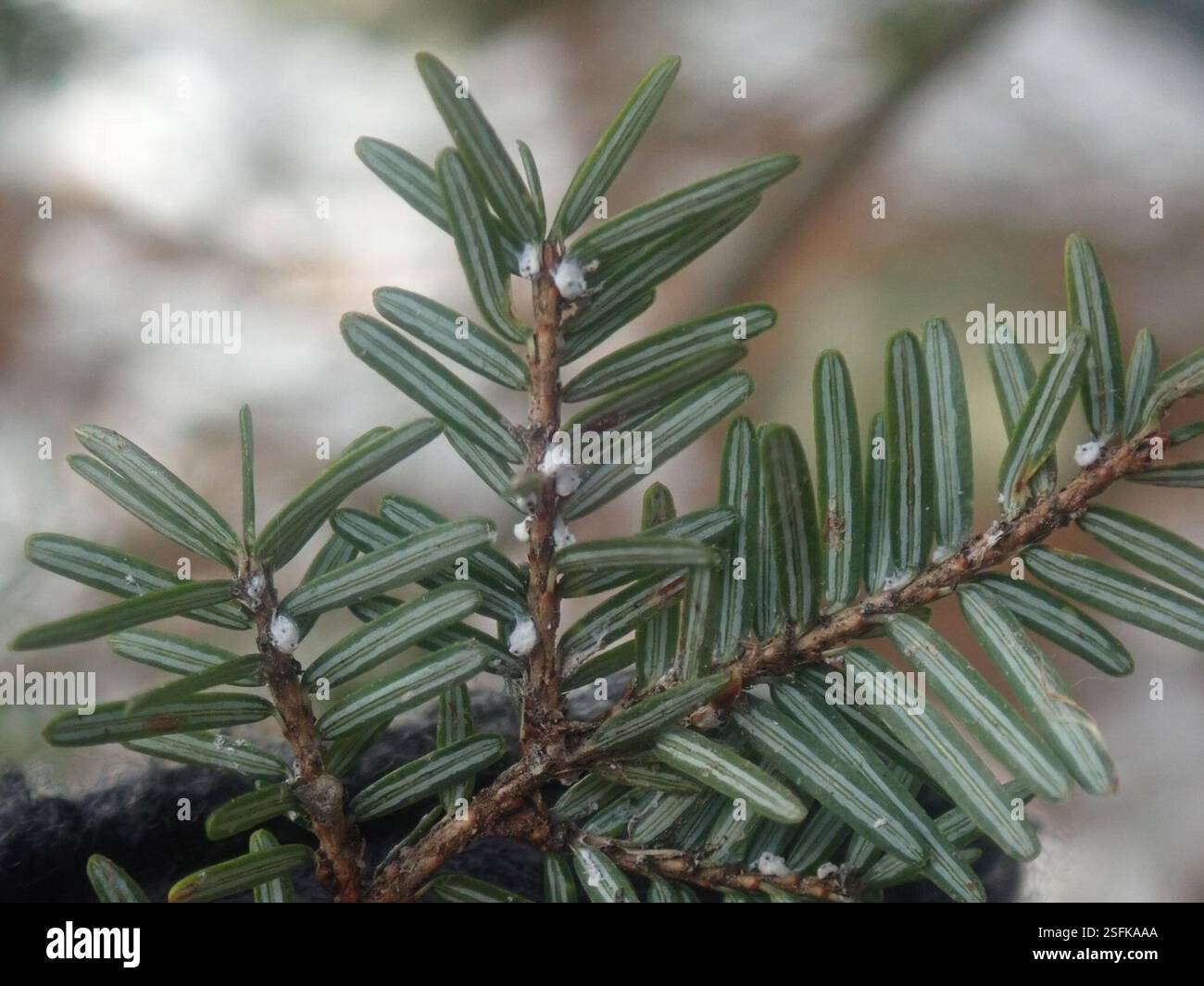 Hemlock Woolly Adelgid (Adelges tsugae), Insecta, Worcester ...