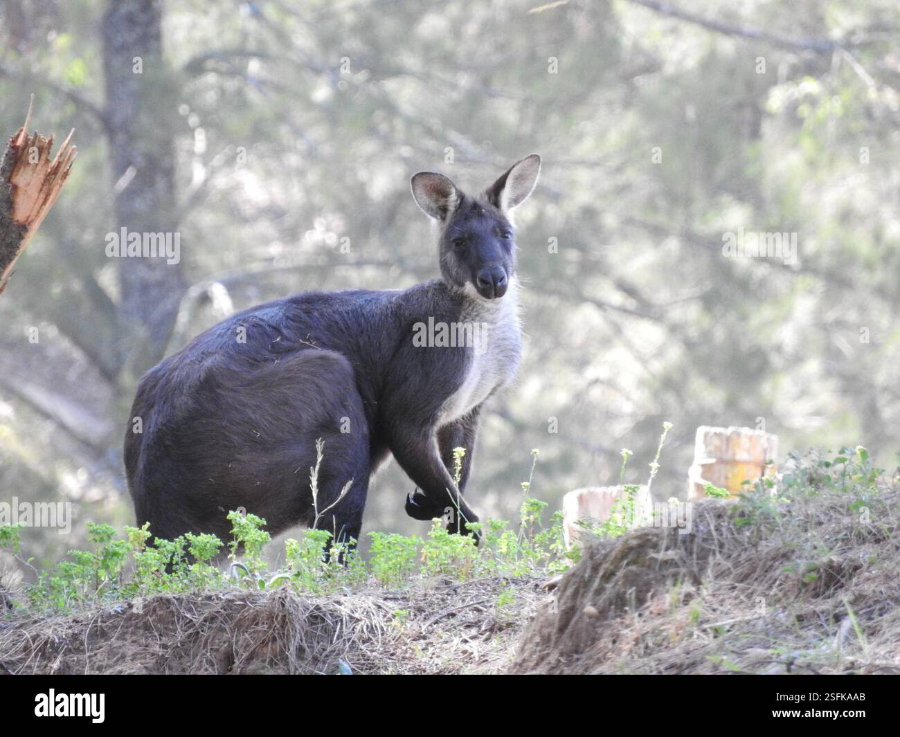 Common Wallaroo (Osphranter robustus), Mammalia, Glen Alice NSW 2849 ...