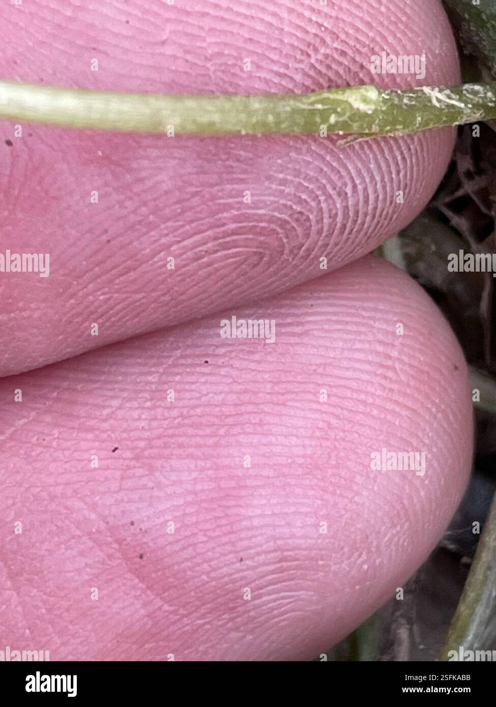 Confederate violet (Viola sororia priceana), Plantae, Polkton, NC, US ...