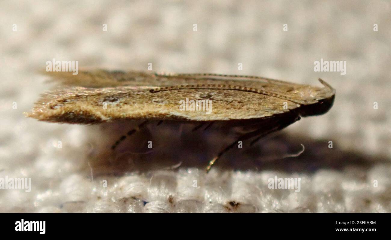 Soybean Webworm Moth (Mesophleps adustipennis), Insecta, Santo Antão ...