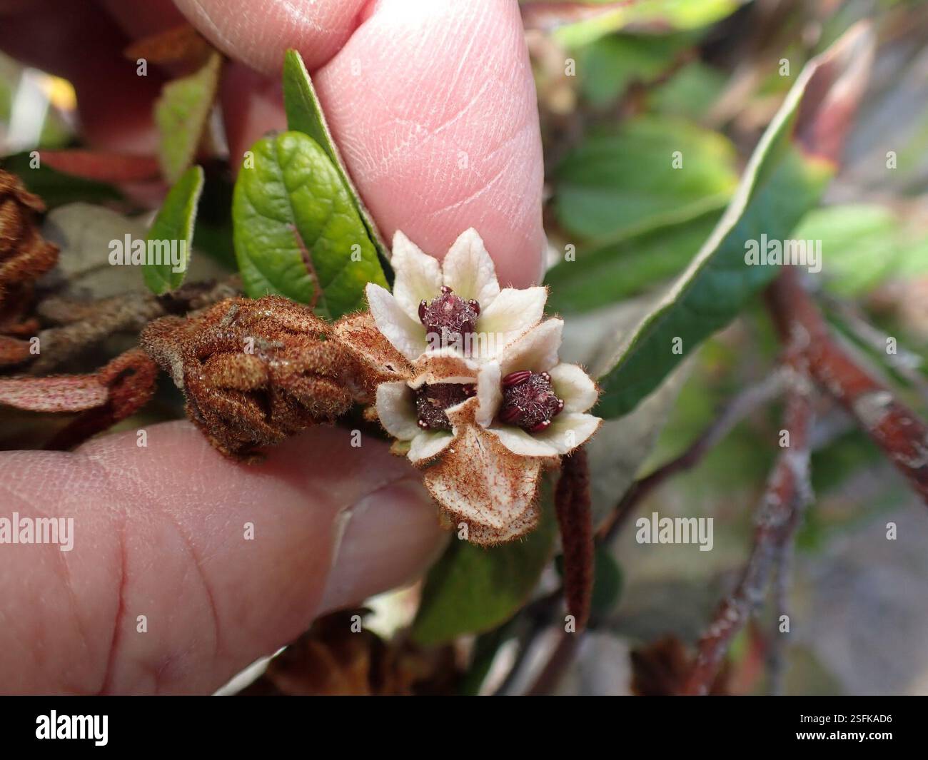 shrubby velvet-bush (Lasiopetalum macrophyllum), Plantae, Sisters Beach ...