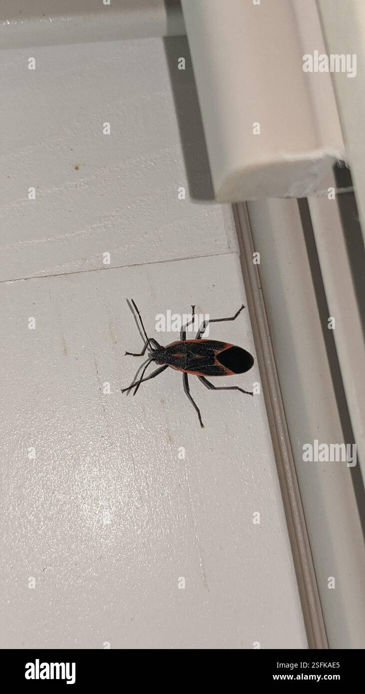Eastern Boxelder Bug (Boisea trivittata), Insecta, Waukesha County, WI ...