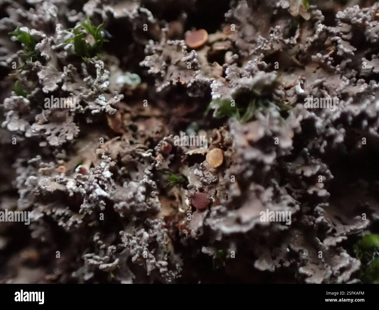 Silver-rimmed Shingle Lichen (Fuscopannaria pacifica), Fungi, Alberni ...