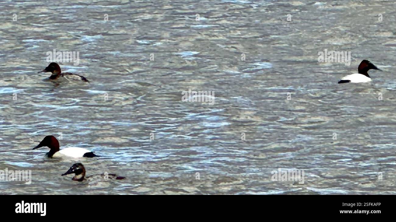 Canvasback (Aythya valisineria), Aves, Shoreline Park & Lake, Mountain ...