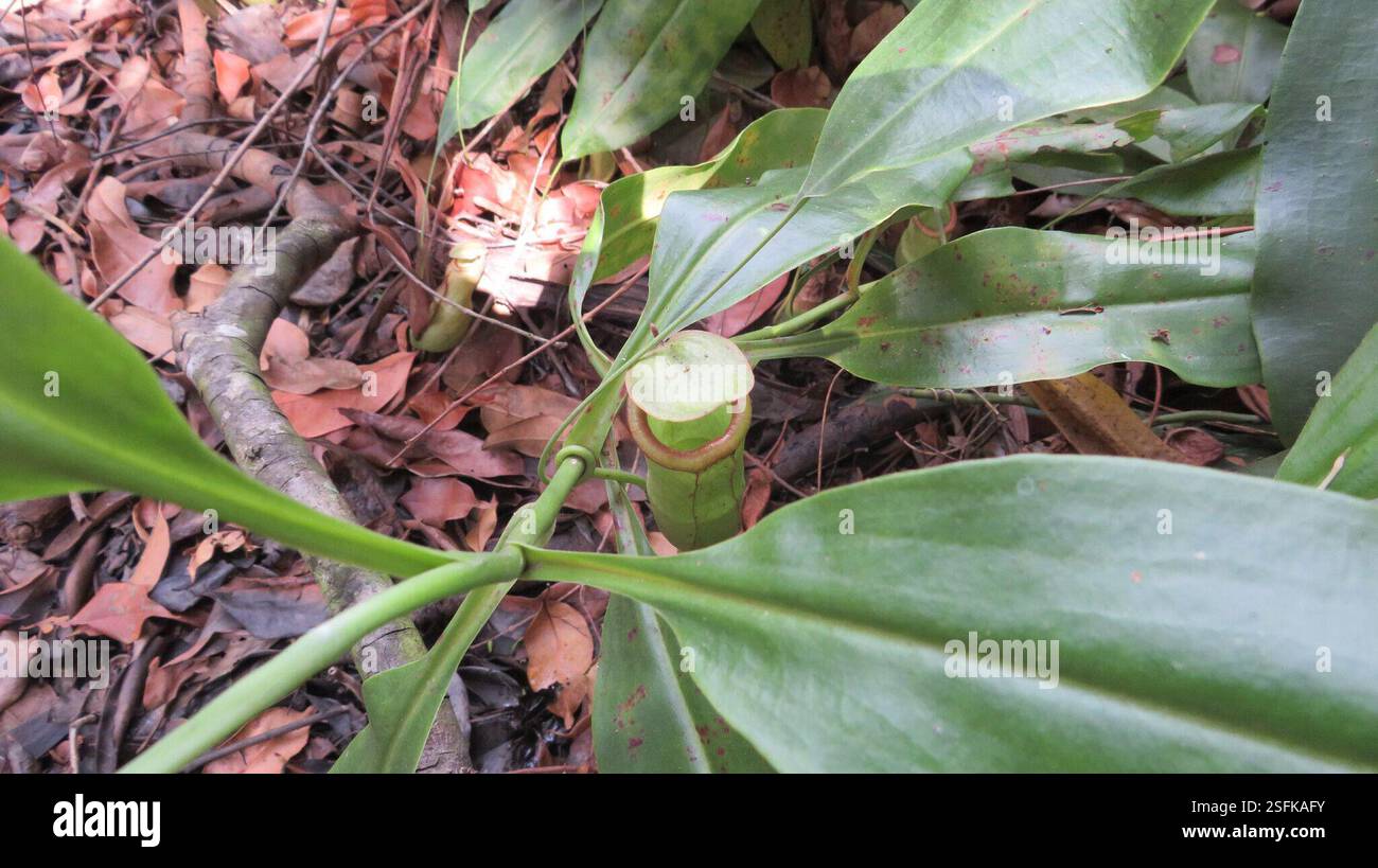 Common Swamp Pitcher-Plant (Nepenthes mirabilis), Plantae, Краби ...