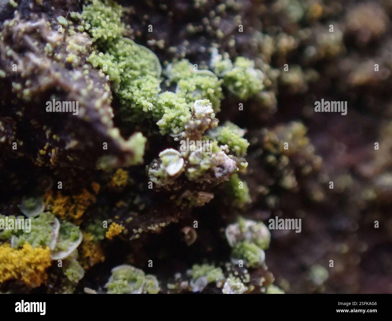 Elf Ears lichen (Normandina pulchella), Fungi, East Vancouver ...