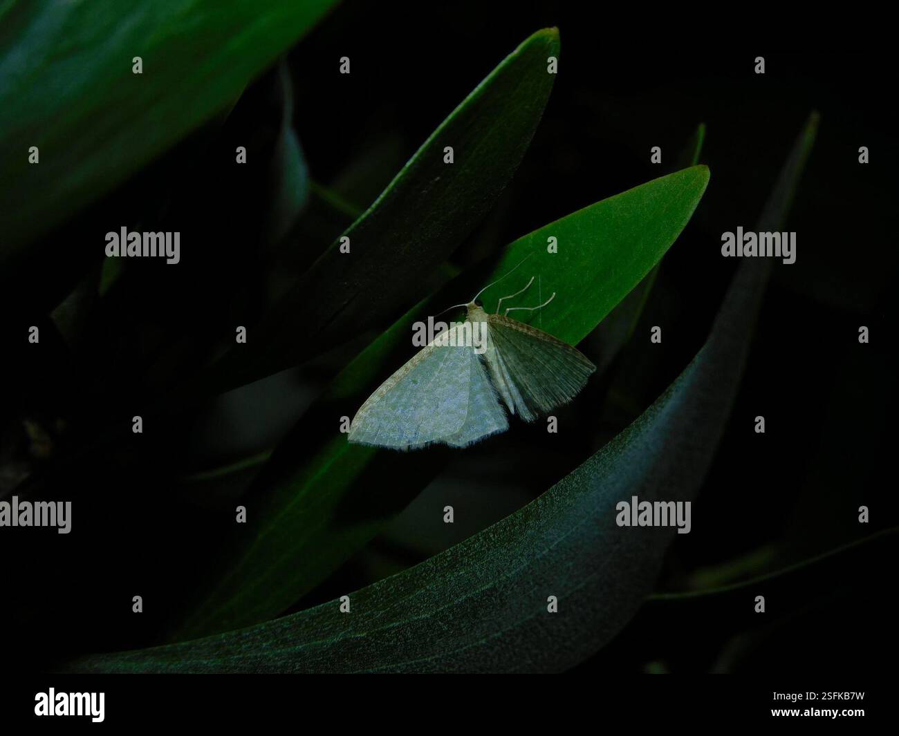 Native cranberry moth (Poecilasthena pulchraria), Insecta, Hobart TAS ...