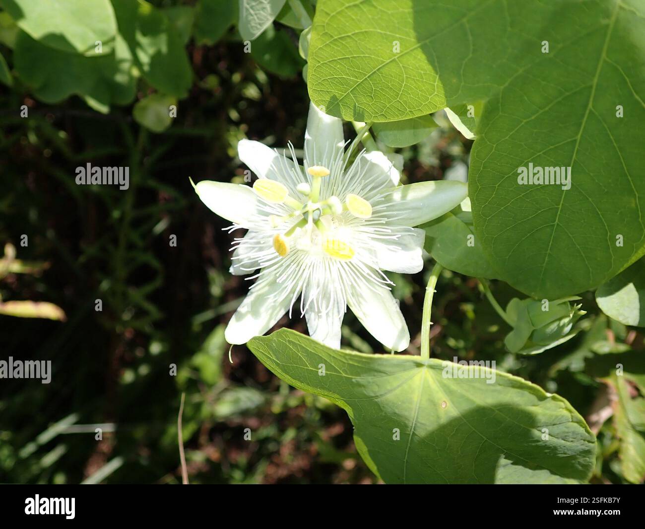 white passionflower (Passiflora subpeltata), Plantae, uMgungundlovu ...