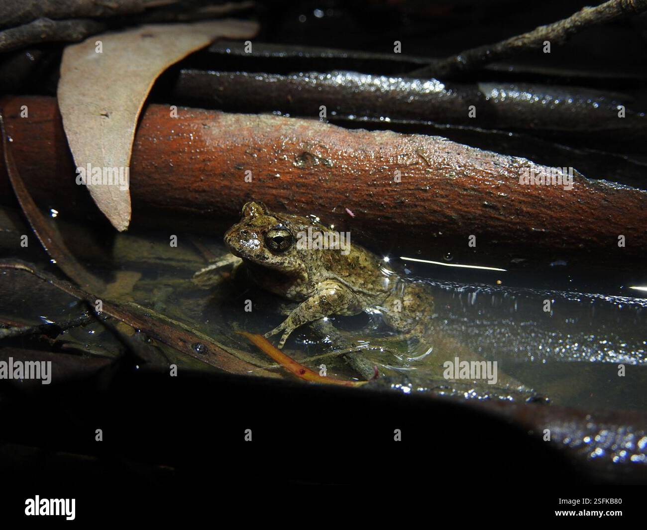 Common Eastern Froglet (Crinia signifera), Amphibia, Hobart TAS ...