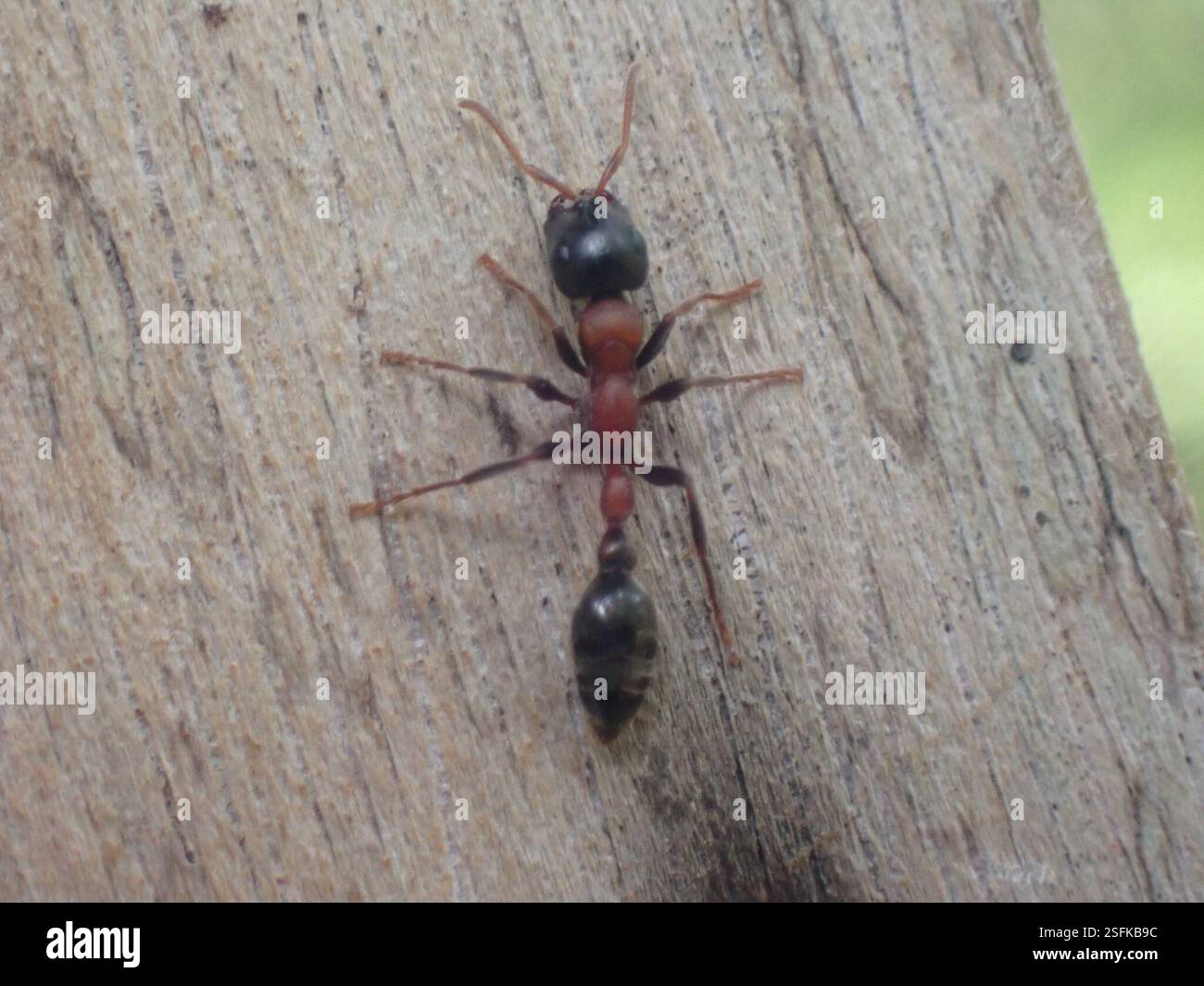 Arboreal Bicolored Slender Ant (Tetraponera rufonigra), Insecta, Straße ...
