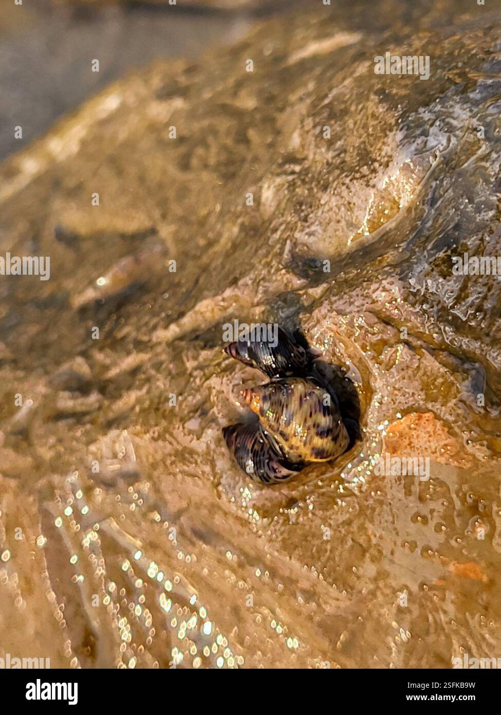 Planaxis sulcatus hi-res stock photography and images - Alamy