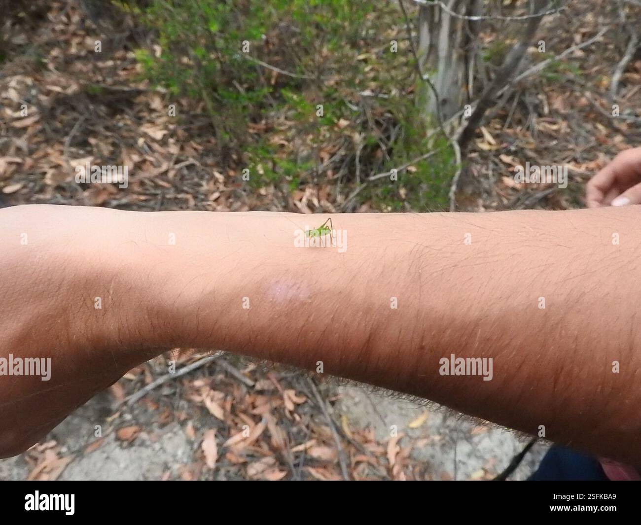 Australian Common Garden Katydid (Caedicia simplex), Insecta, Snug ...