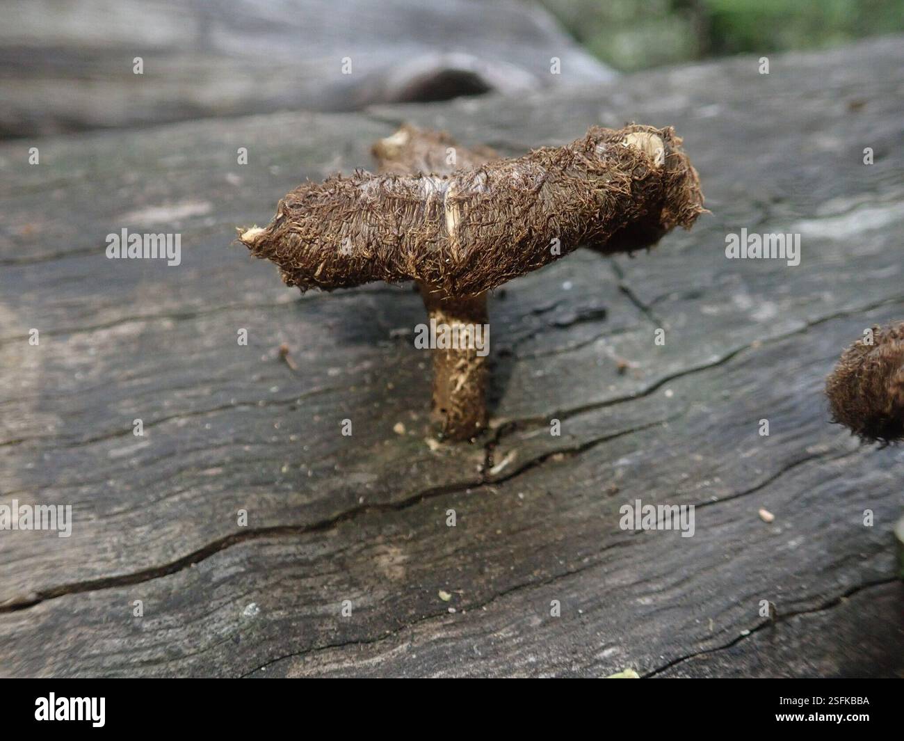 Bluegum Woodcap (Lentinus stuppeus), Fungi, Ehlanzeni District ...