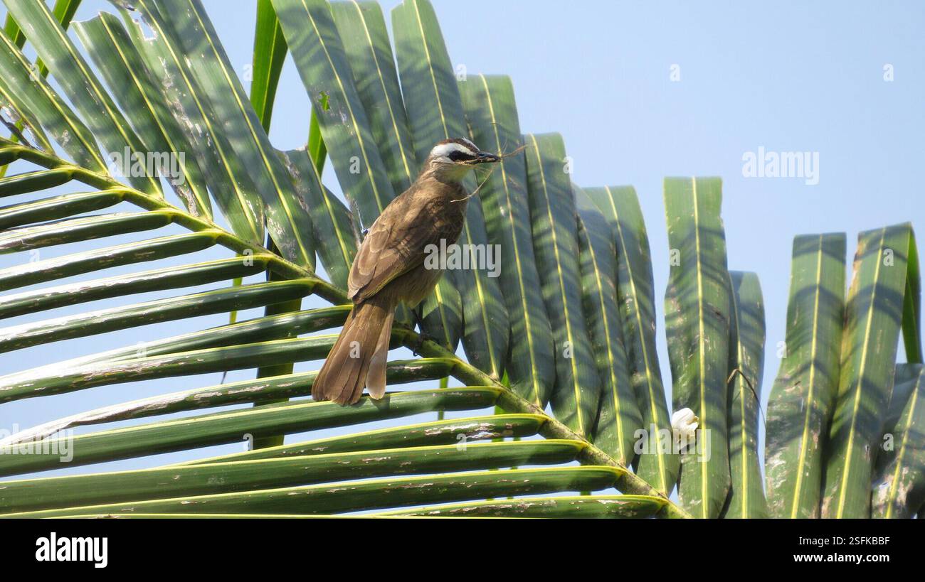 Yellow-vented Bulbul (Pycnonotus goiavier), Aves, Краби, Таиланд Stock ...
