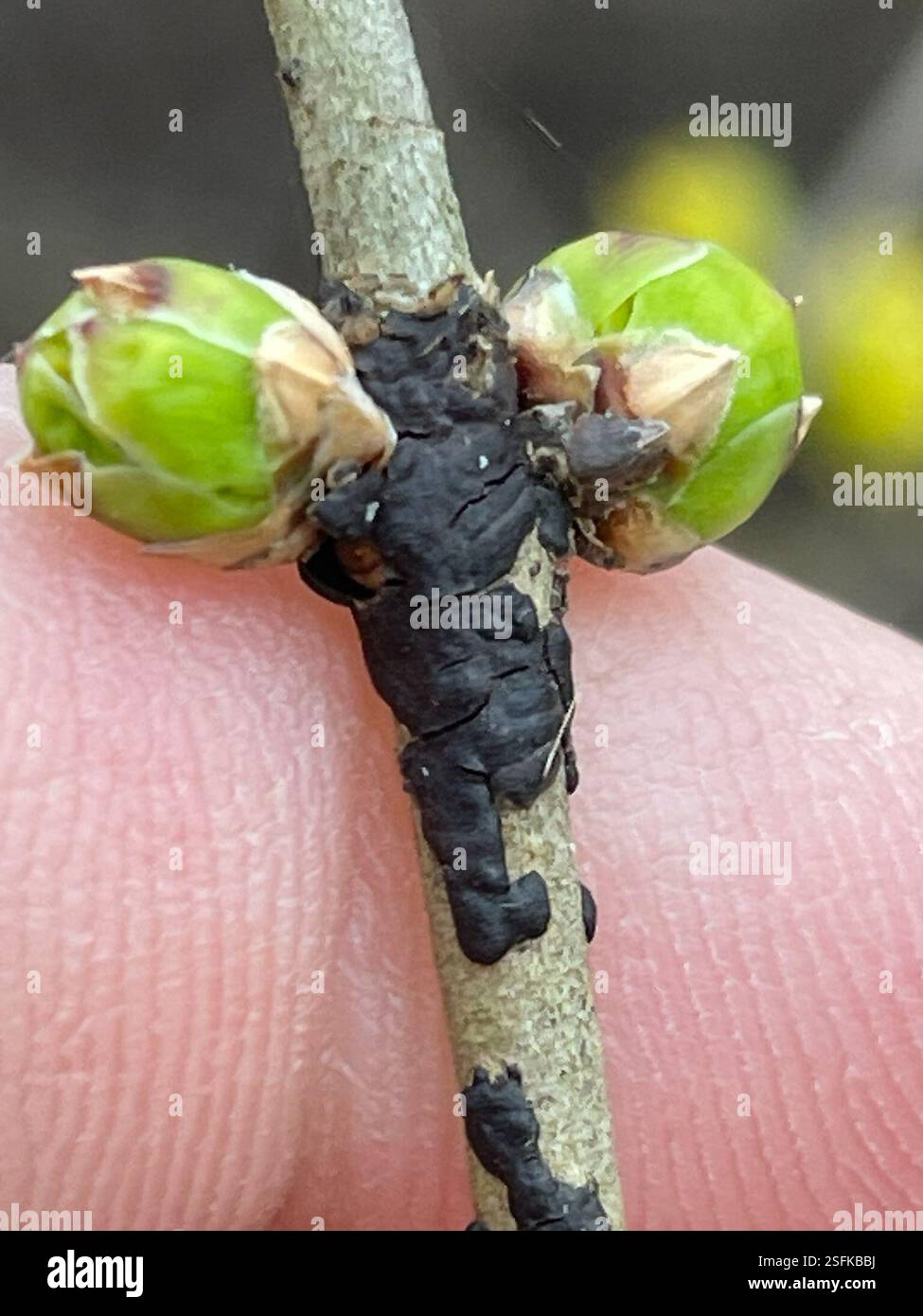 Fungi Including Lichens (Fungi), Fungi, Pintail Ln, Natchez, MS, US ...