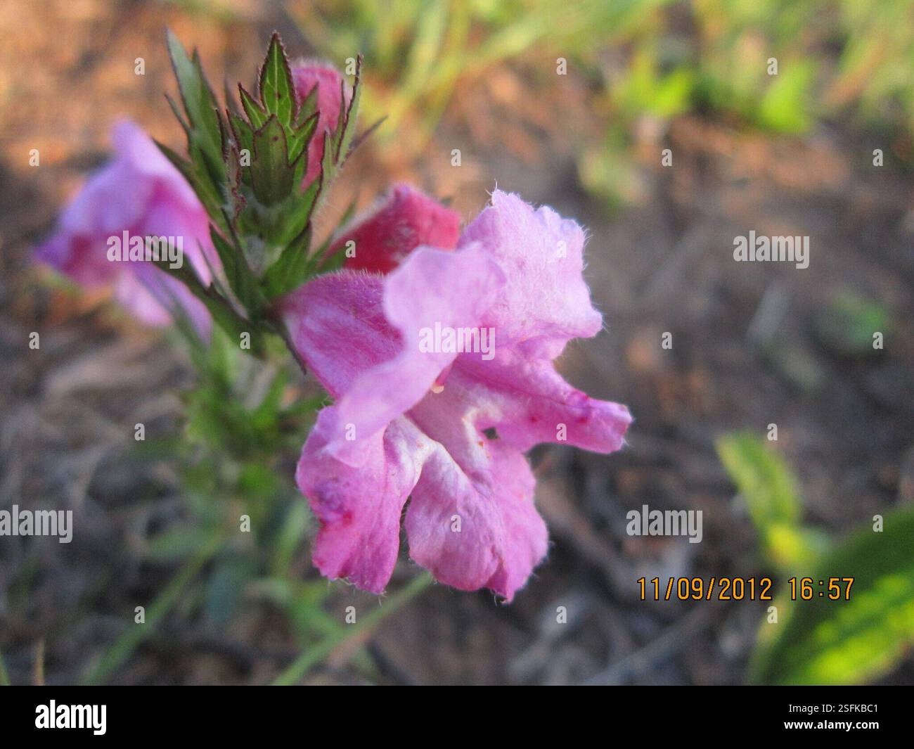 wild penstemon (Graderia scabra), Plantae, uMgungundlovu District ...