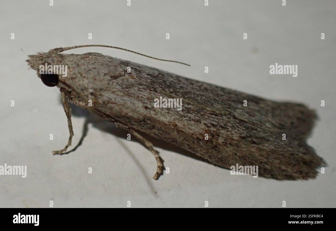 Butterflies and Moths (Lepidoptera), Insecta, Santo Antão, Cape Verde ...