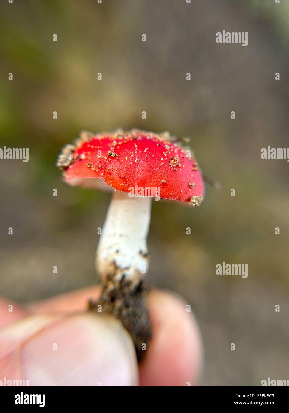 Winter Russula (Russula cremoricolor), Fungi, Alamo Dr, Los Osos, CA ...
