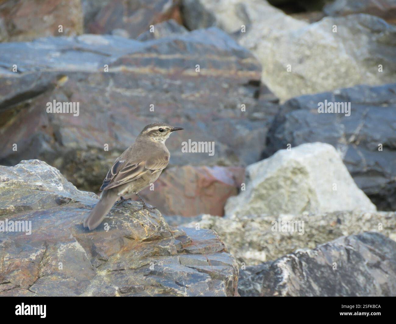 Buff-winged Cinclodes (Cinclodes fuscus), Aves, Ushuaia, Tierra del ...