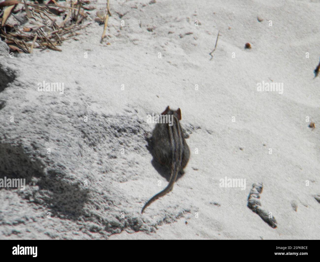 Cape Four-striped Grass Mouse (Rhabdomys pumilio), Mammalia, West Coast ...