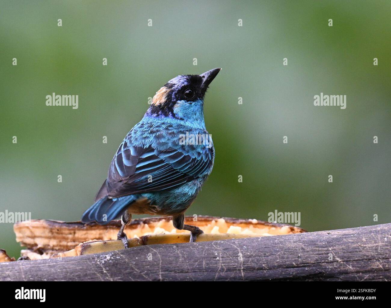Golden-naped Tanager (Chalcothraupis ruficervix), Aves, Balcon Tumpiki ...