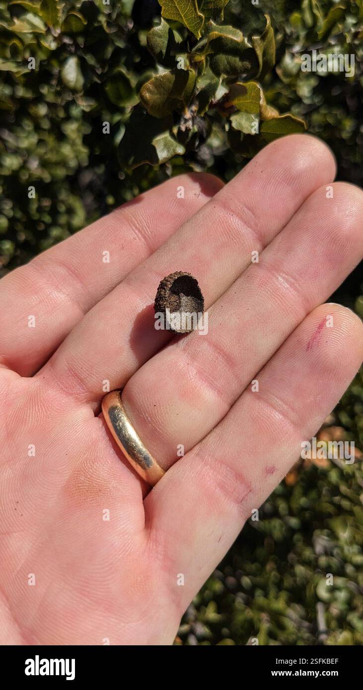 oaks (Quercus), Plantae, Summit Valley Edmund D. Edelman Park, Santa ...