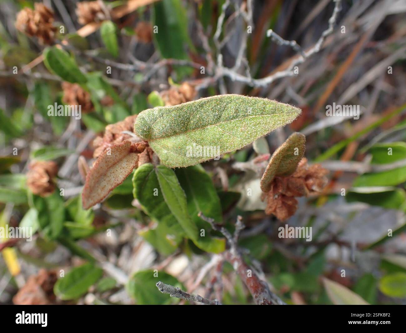 shrubby velvet-bush (Lasiopetalum macrophyllum), Plantae, Sisters Beach ...