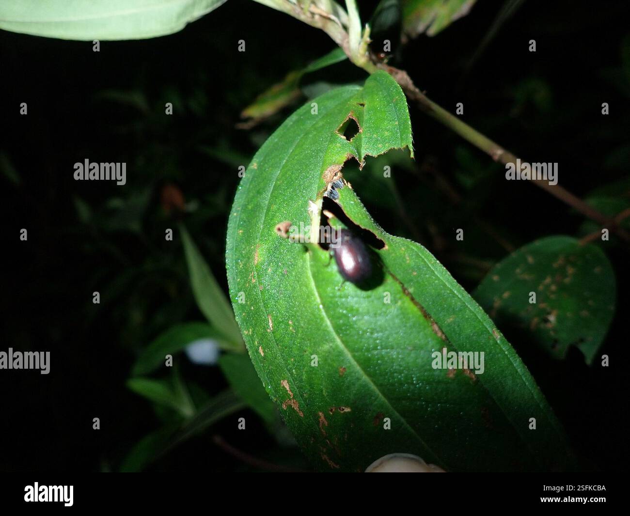 Scarabs (Scarabaeidae), Insecta, Lahad Datu, Sabah, Malaysia Stock ...