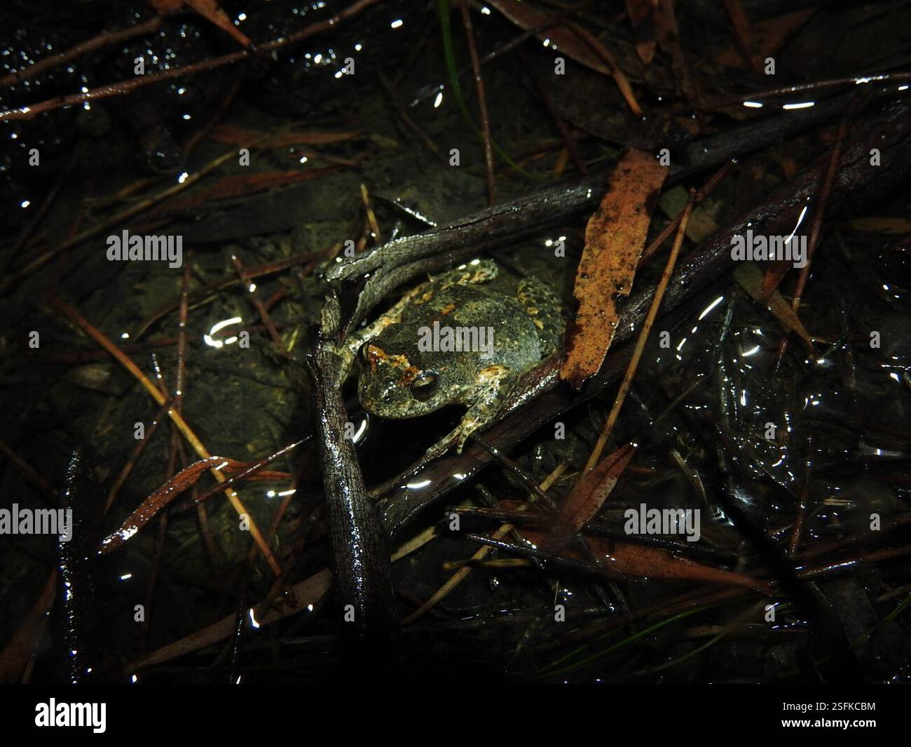 Common Eastern Froglet (Crinia signifera), Amphibia, Hobart TAS ...