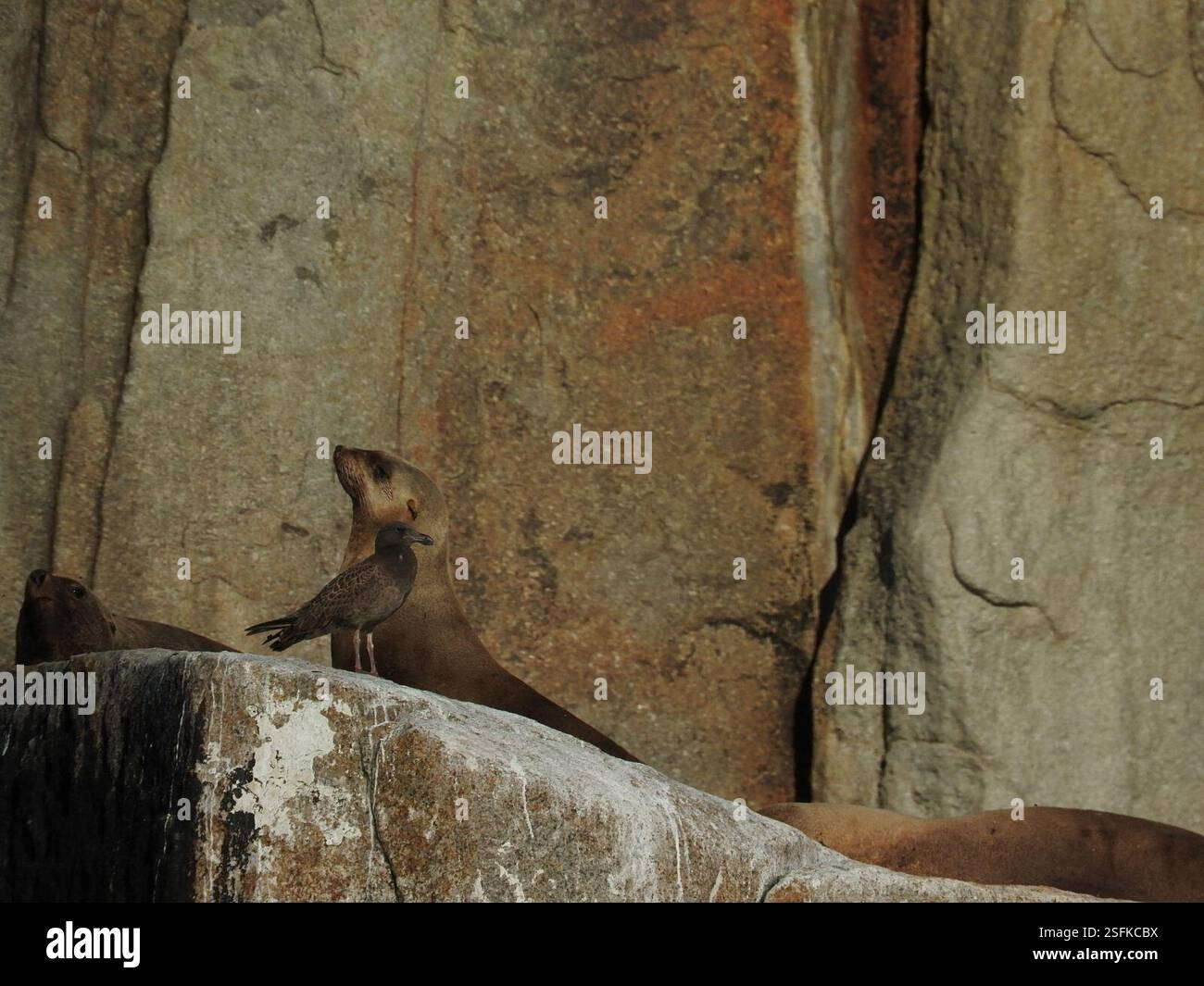 Australian Fur Seal (Arctocephalus pusillus doriferus), Mammalia ...